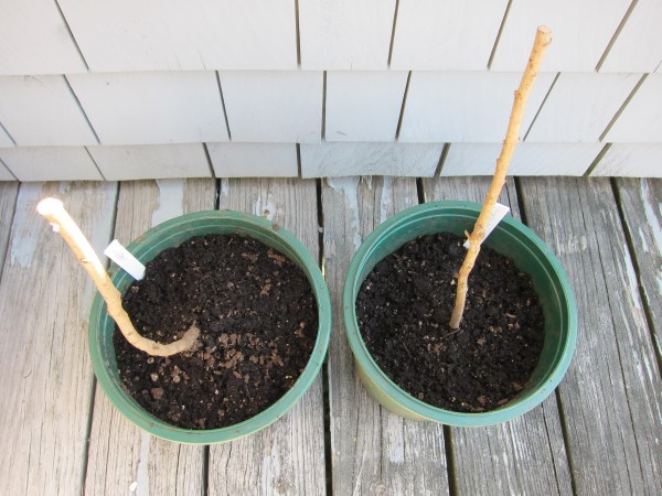 5.29.12 New beginnings: Hazelbert and ginger | Diary of a Tomato