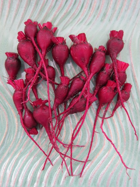 7.8.12 Baby beets, fennel and drying herbs | Diary of a Tomato